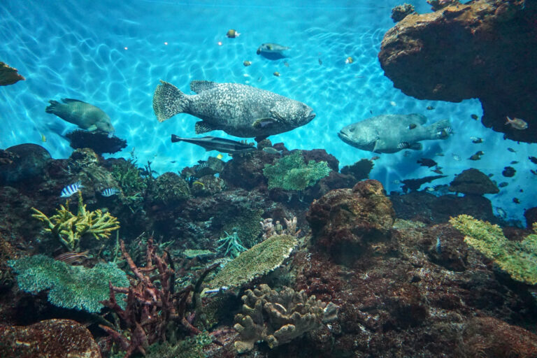 水族館のDXとは？解決できる課題や導入事例も紹介 - CLOUD PASS